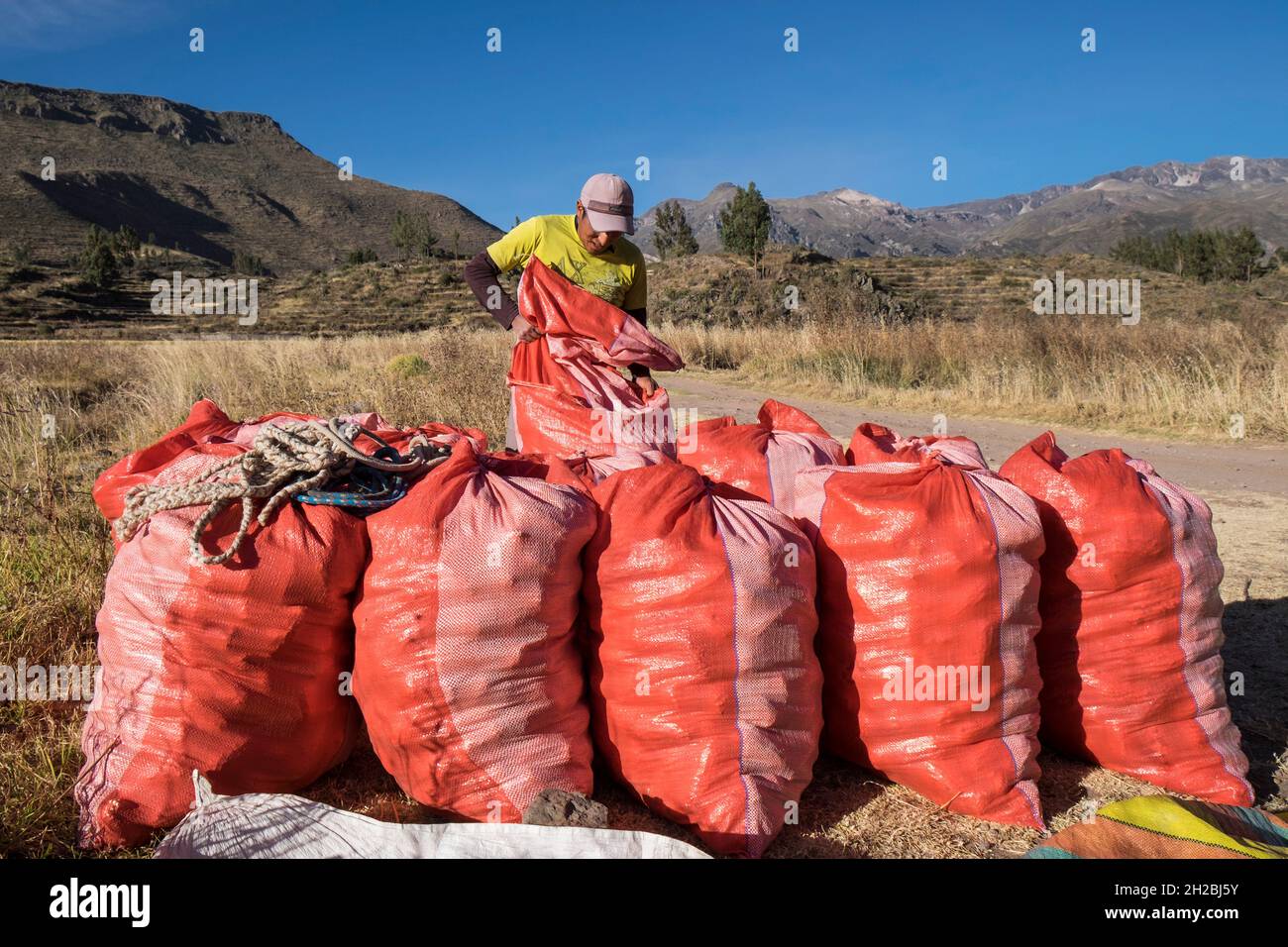 Peru, Coporaque, farmer working in the fields Stock Photo - Alamy