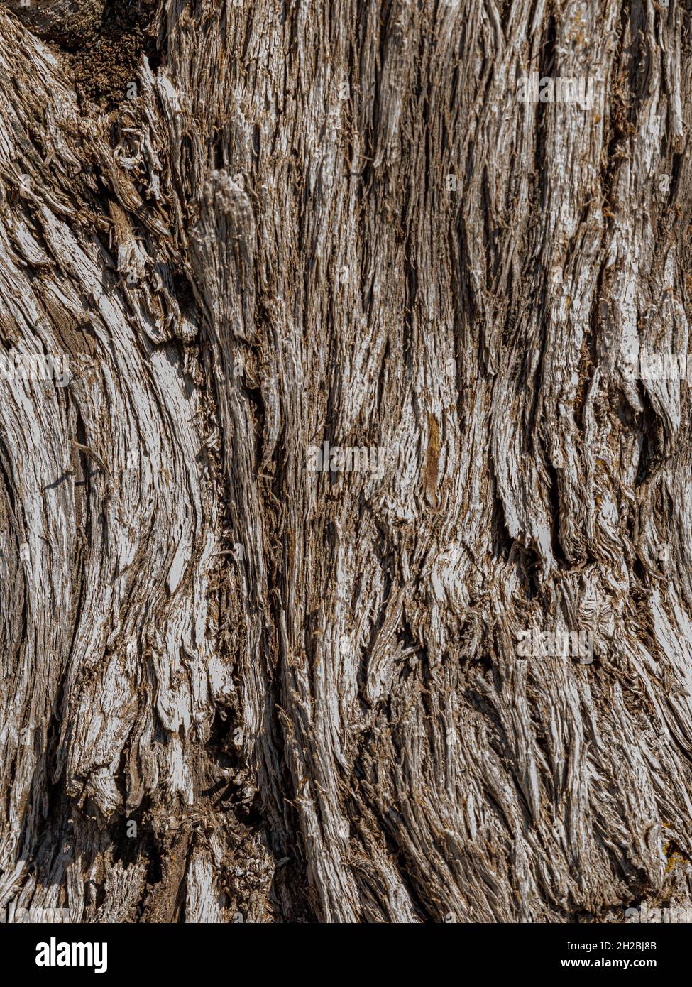 Vertical closeup shot of an aged wrinkled brown tree trunk for ...