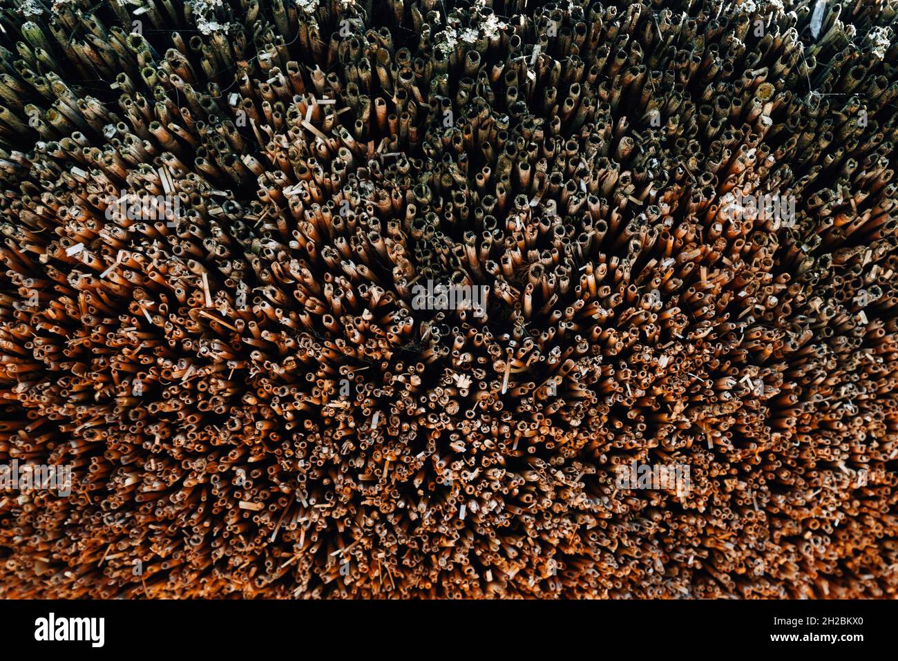 SLAVIAN STOCK OF SŁAWUTOWO Stock Photo - Alamy