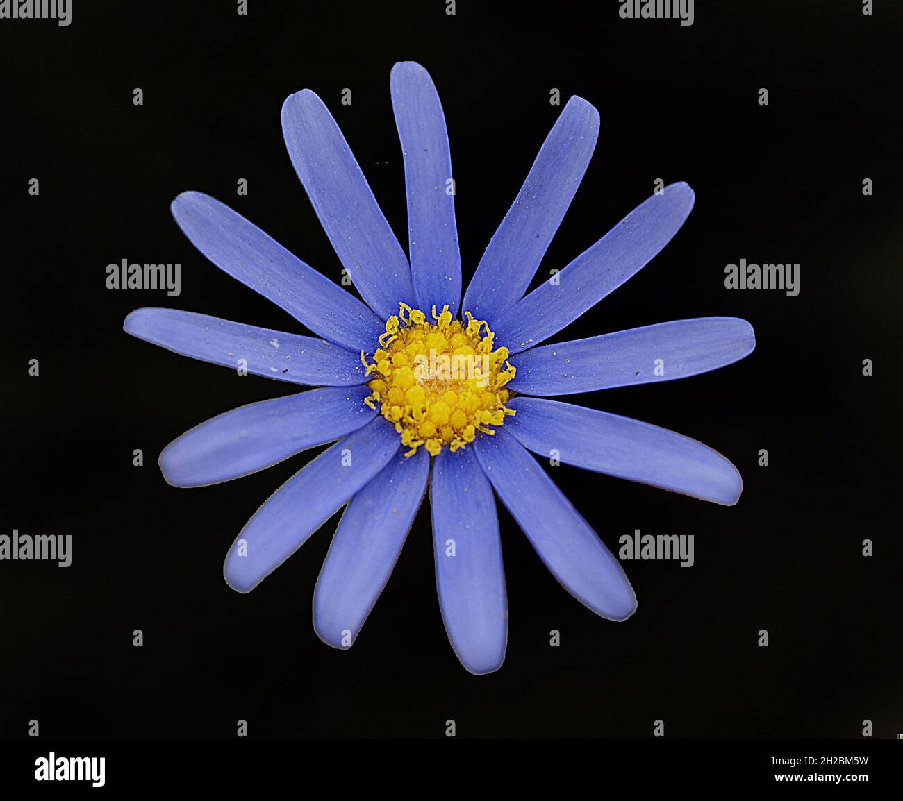 The most beautiful color of the nature Stock Photo - Alamy