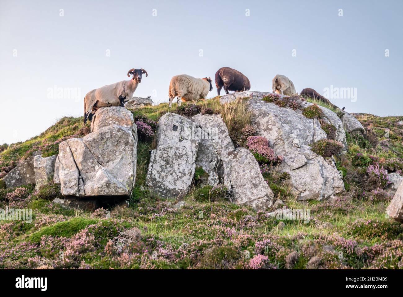 Sheep at the viewpoint between Marmeelan and Crohy Head, Dungloe ...