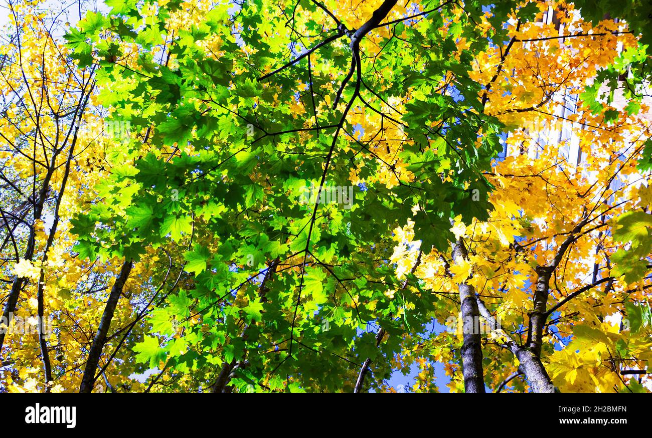 Perspective of the autumn forest with green and yellow maple leaves ...