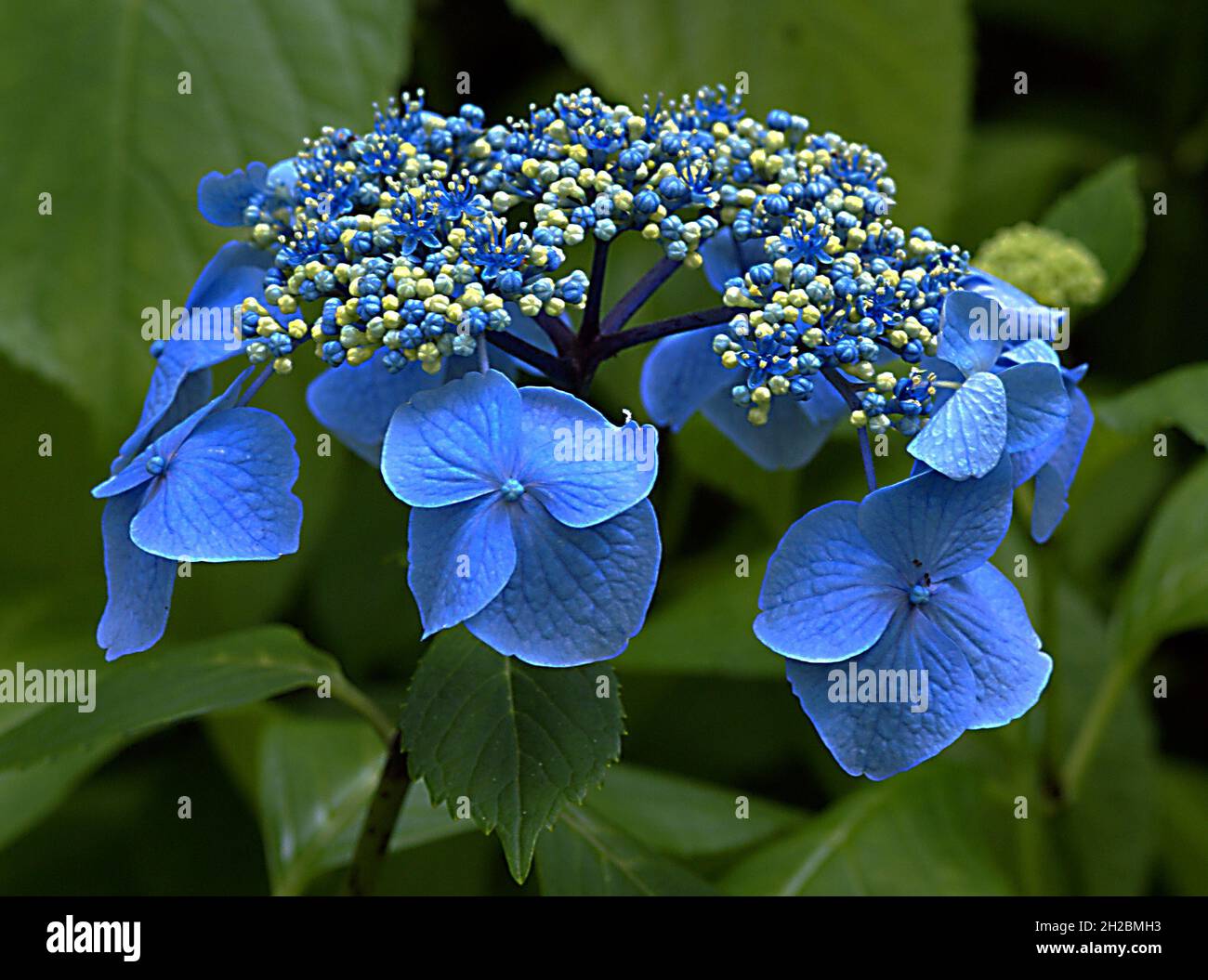 The most beautiful color of the nature Stock Photo - Alamy