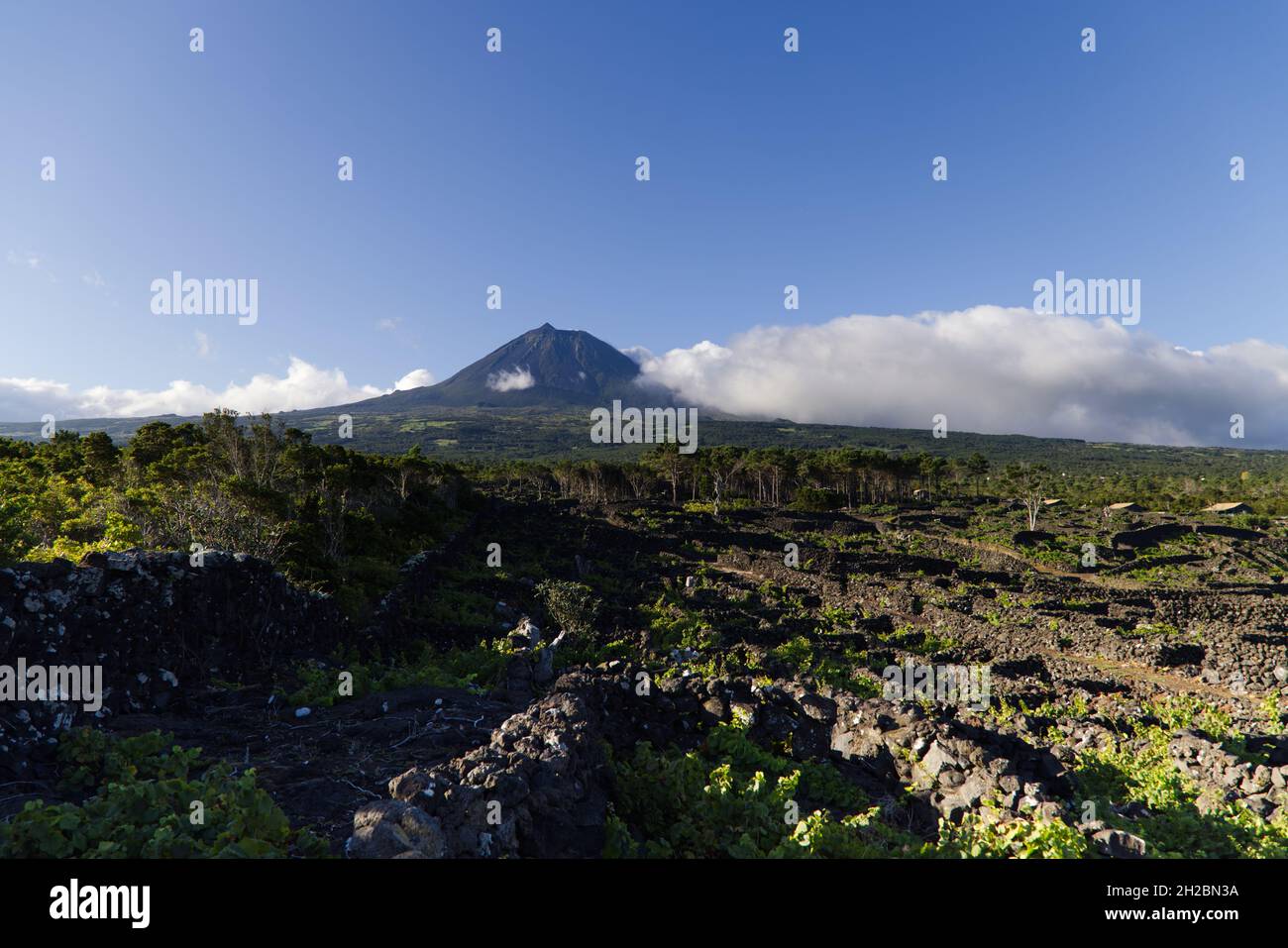Typical landscape of the island of Pico with the mountain Pico in the ...