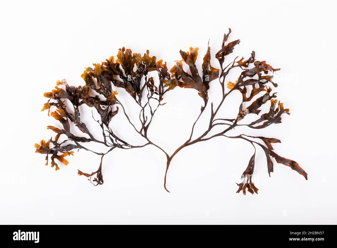 Fucus seaweed isolated on white background. Baltic sea. Latvia Stock ...