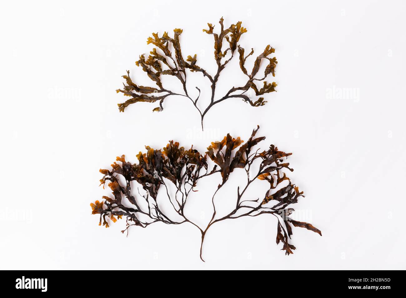 Fucus seaweed isolated on white background. Baltic sea. Latvia Stock ...