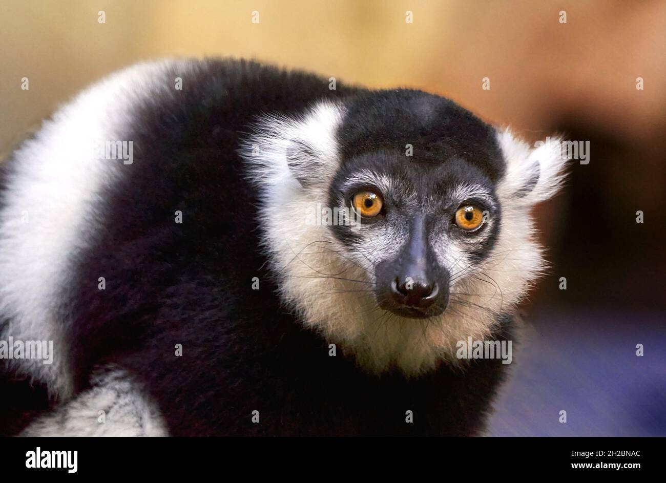 Semi-monkey from the lemur family, Lemuriformes, with black and white ...