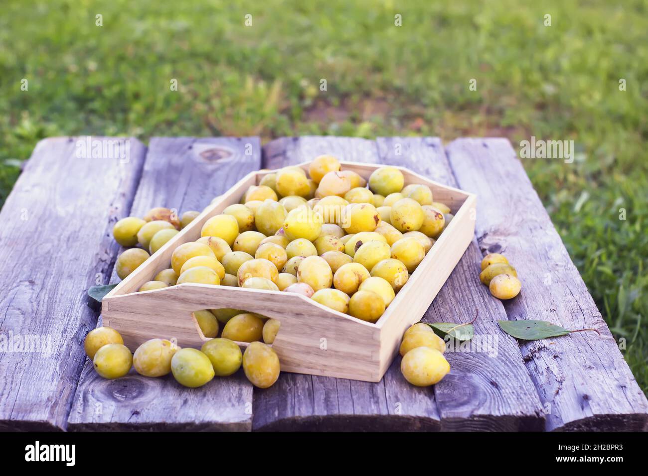 Fresh yellow plums. Ripe fruits in a wooden box on rough boards ...