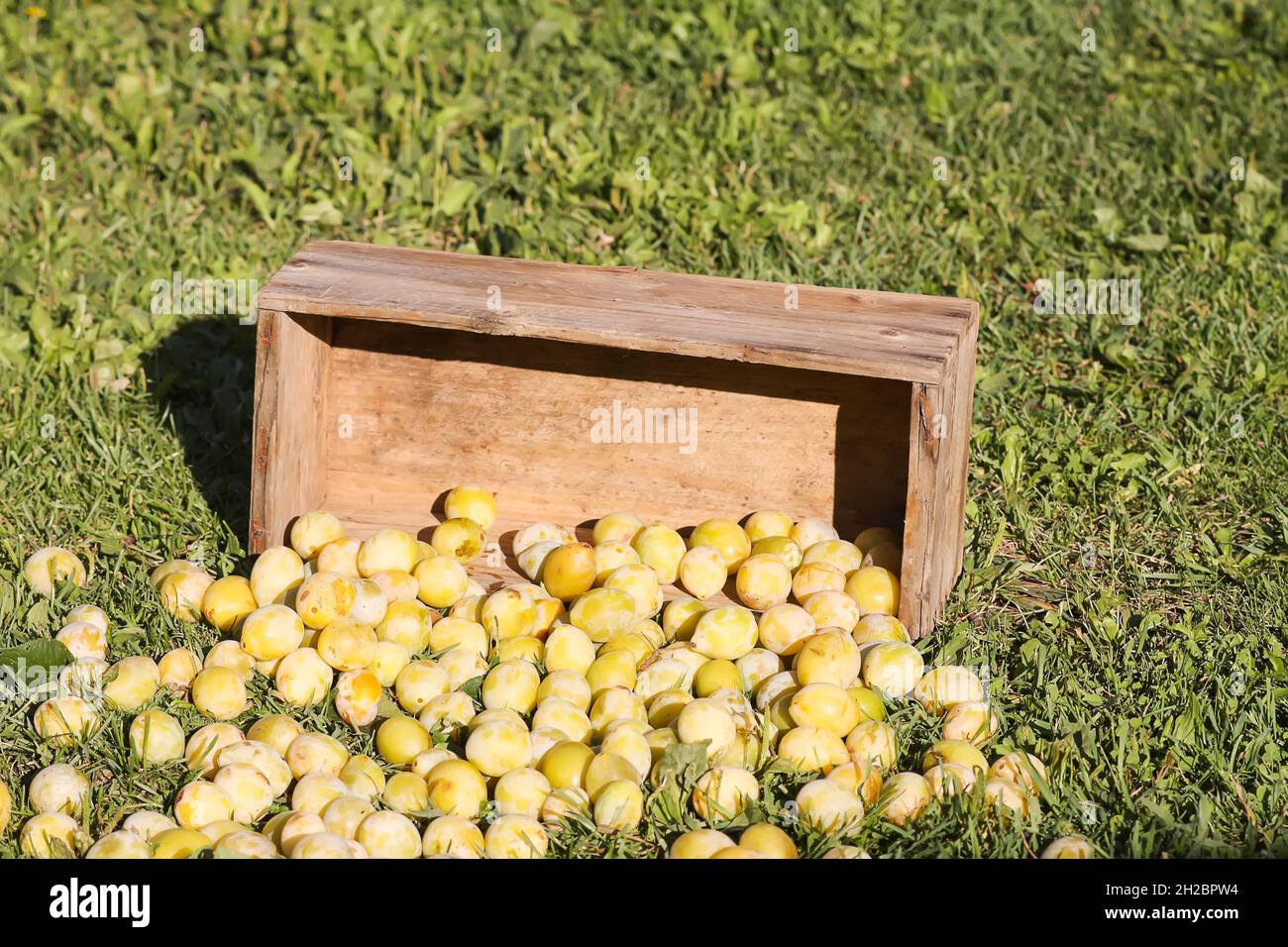 Grass growing in a box hi-res stock photography and images - Alamy