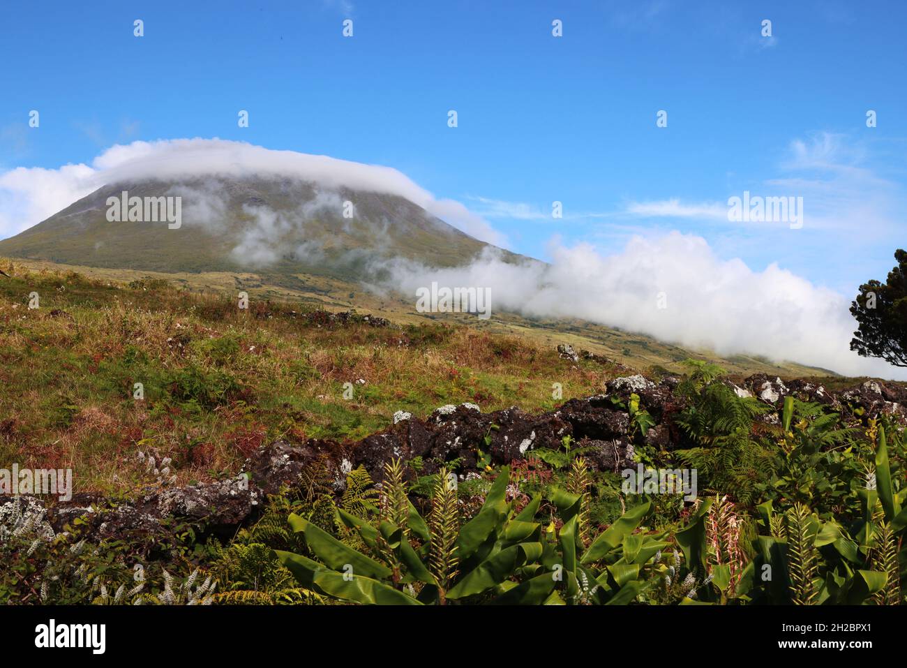 Typical landscape of the island of Pico with the mountain Pico in the ...