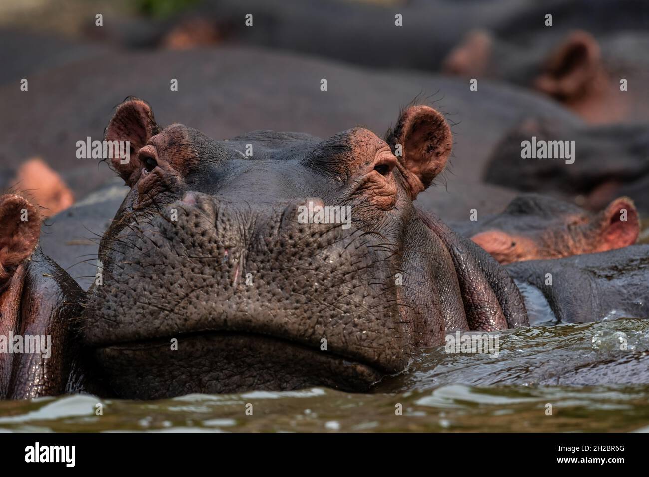 Hippopotamus - Hippopotamus amphibius, popular large mammal from ...
