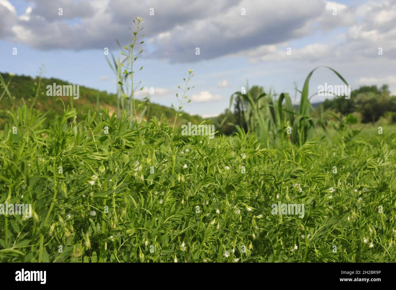 natural fields in bulgarian nature with trees in the field Stock Photo ...