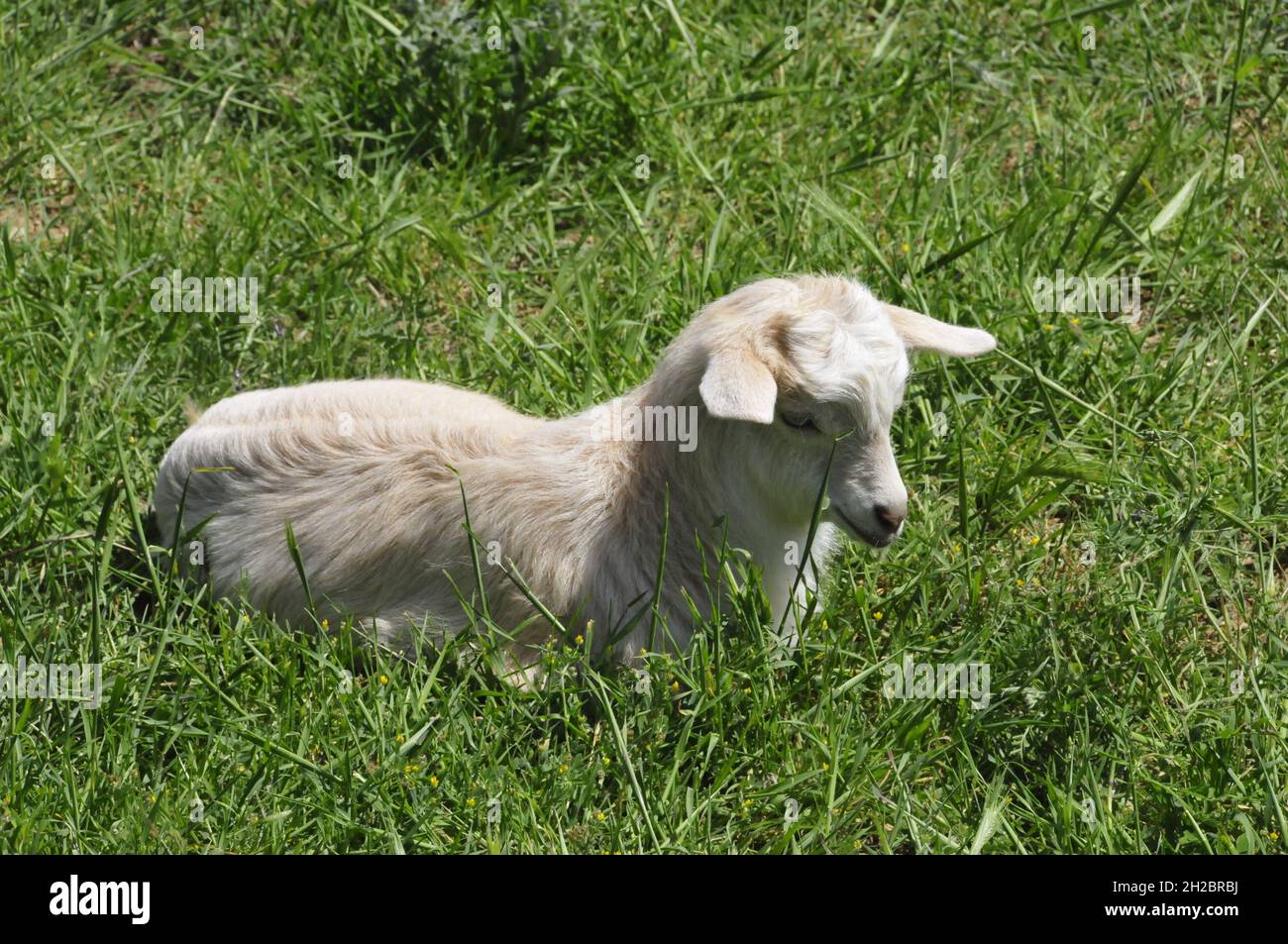 our herding goats in bulgaria Stock Photo - Alamy