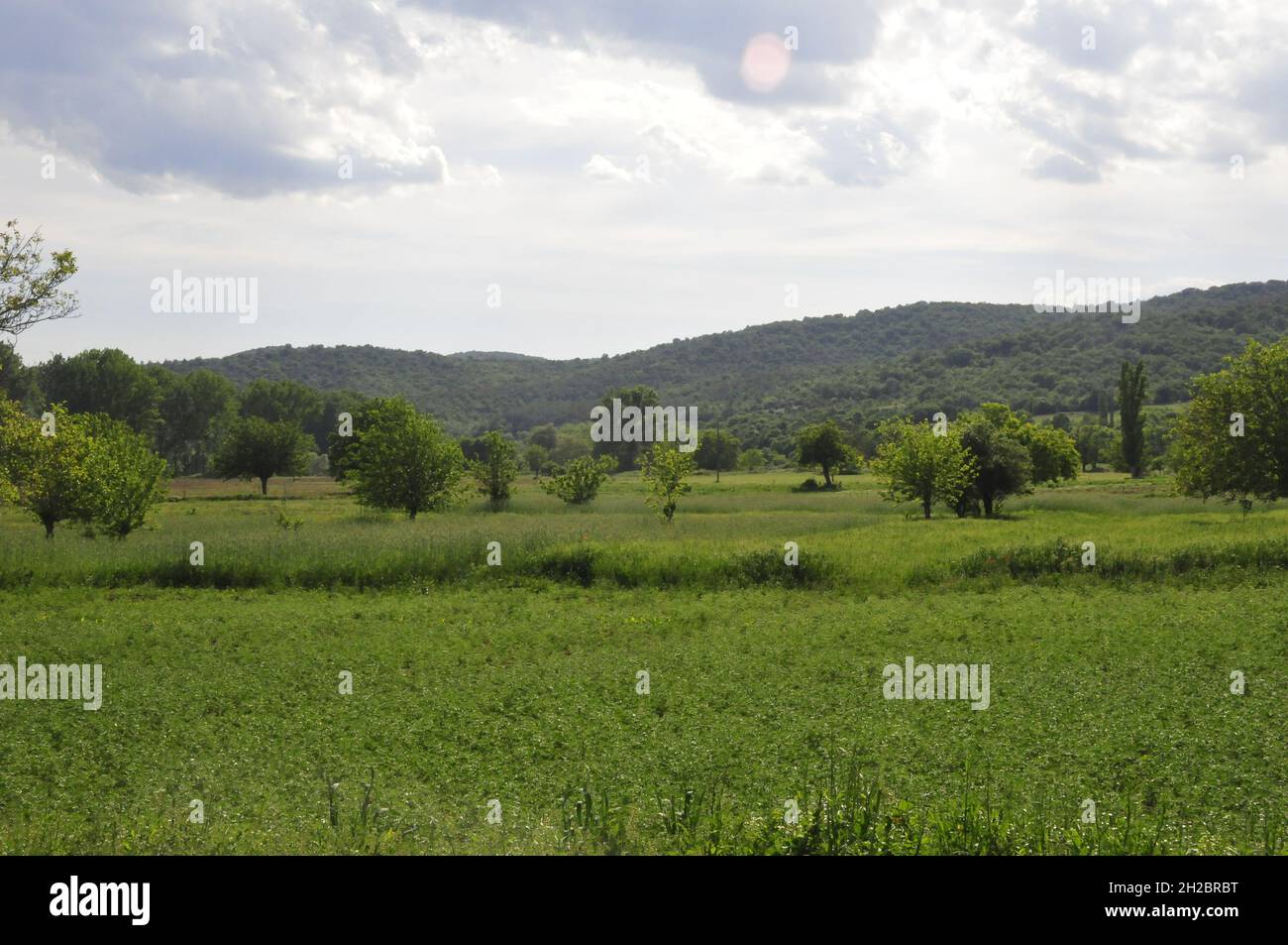 Bulgarian mulberry hi-res stock photography and images - Alamy