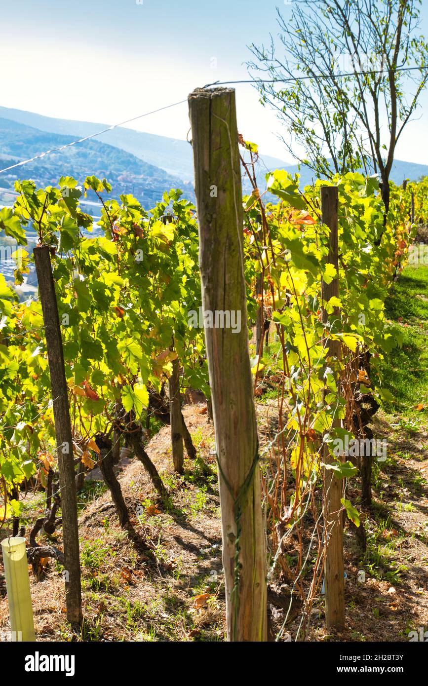 red wine hiking trail Stock Photo - Alamy