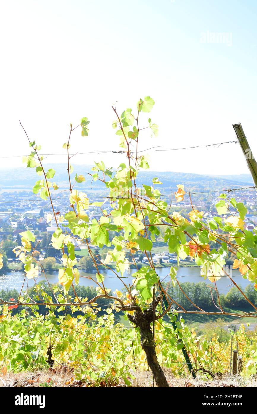 red wine hiking trail Stock Photo - Alamy