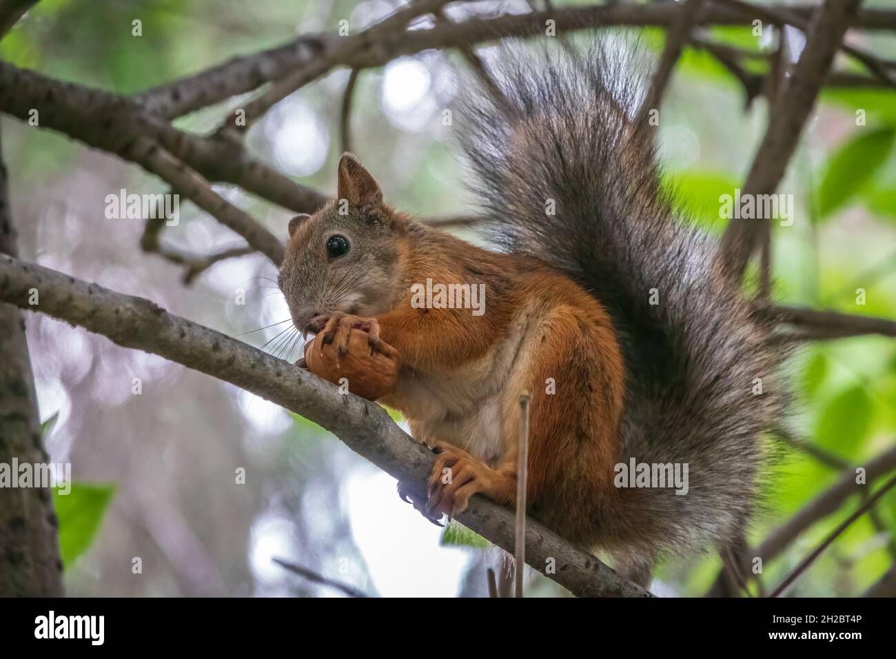 The squirrel with nut sits on tree branches in the summer. Eurasian red ...