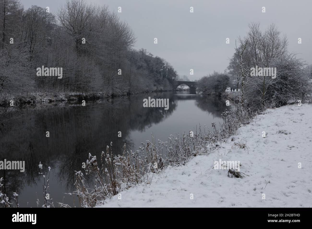 Winter scenic landscape in the ribble valley, lancashire. Snowy trees ...