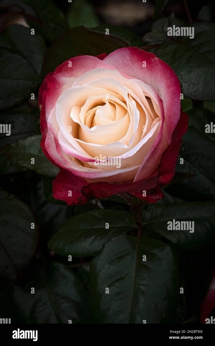Bush rose hi-res stock photography and images - Alamy