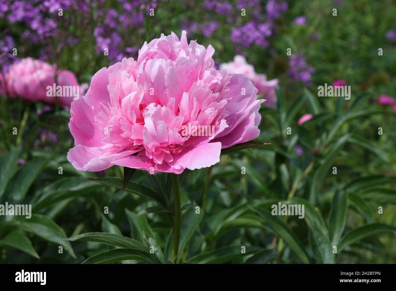 Do Peonies Bloom All Summer