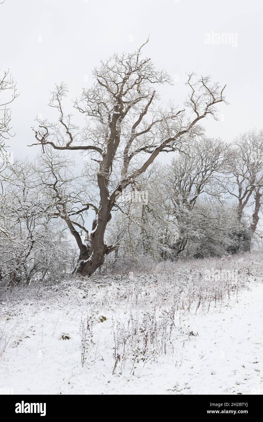 Snowy winter landscape. Tunnel of trees covered in snow. Ribble valley ...