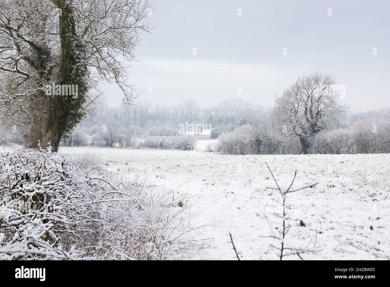 Snowy winter landscape. Tunnel of trees covered in snow. Ribble valley ...