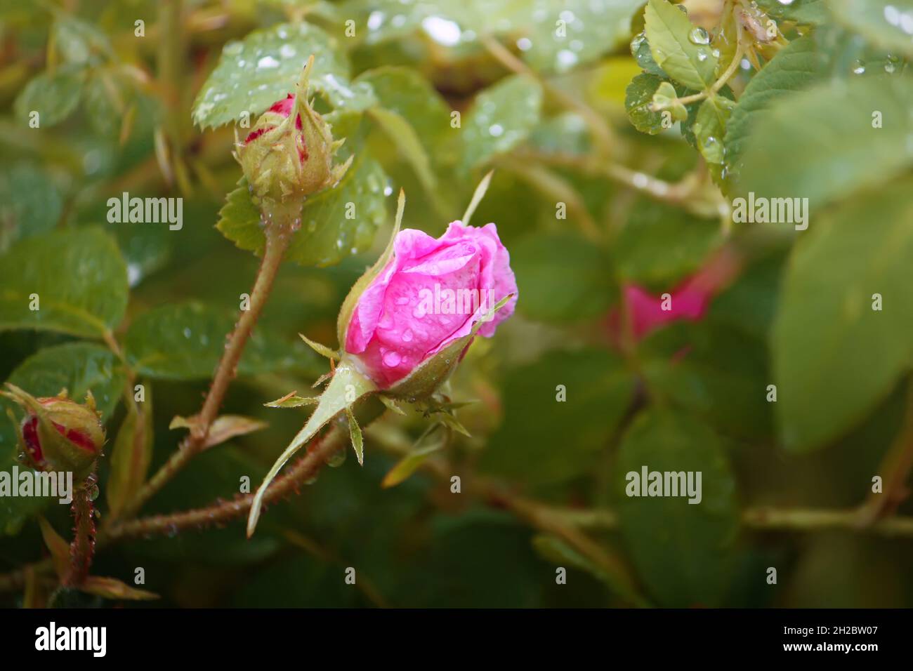 Beautiful blooming rose flowers on summer nature background Stock Photo ...