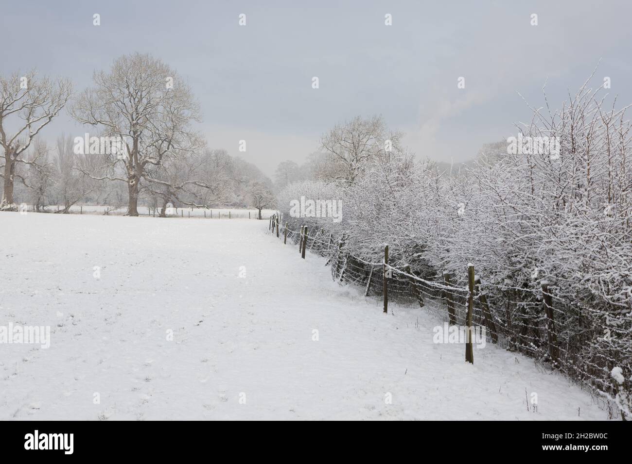 Snowy winter landscape. Tunnel of trees covered in snow. Ribble valley ...