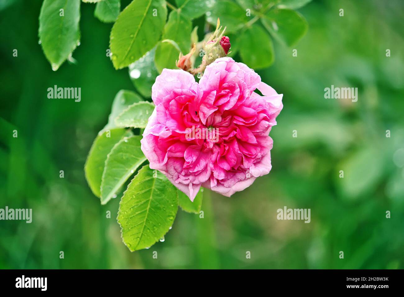 Beautiful blooming rose flowers on summer nature background Stock Photo ...