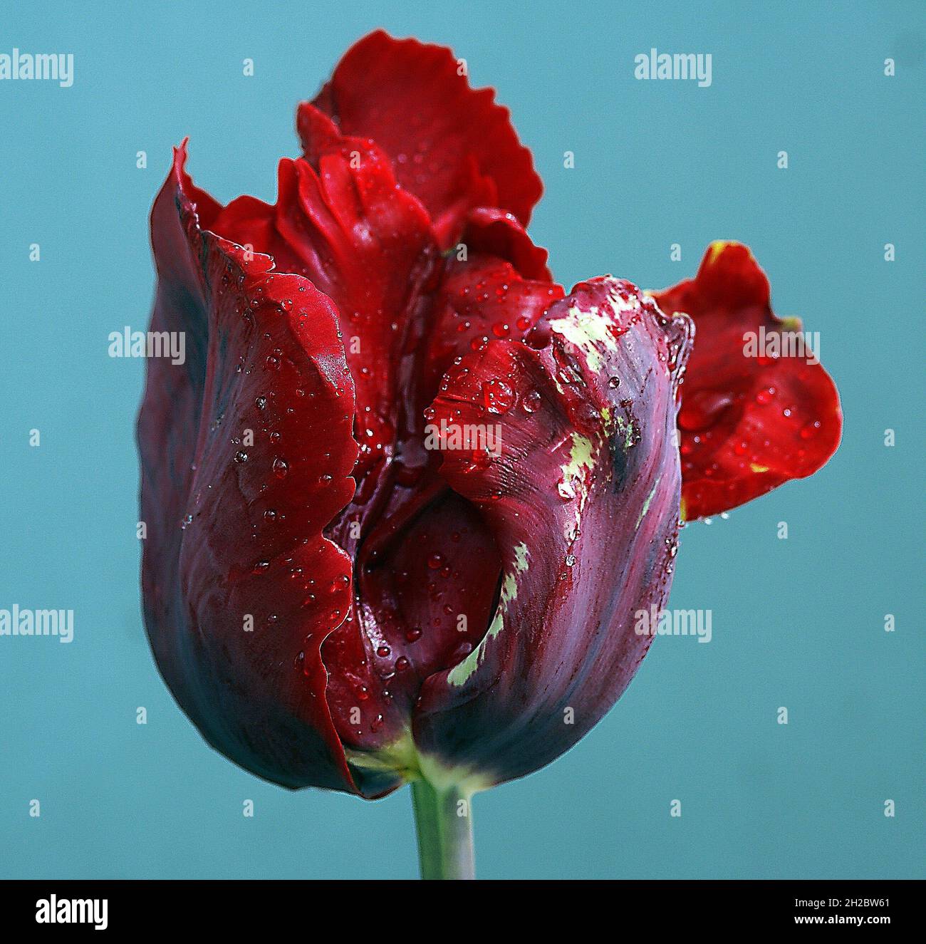 High quality detailed photo of a red flower. Beauty of the color red is ...