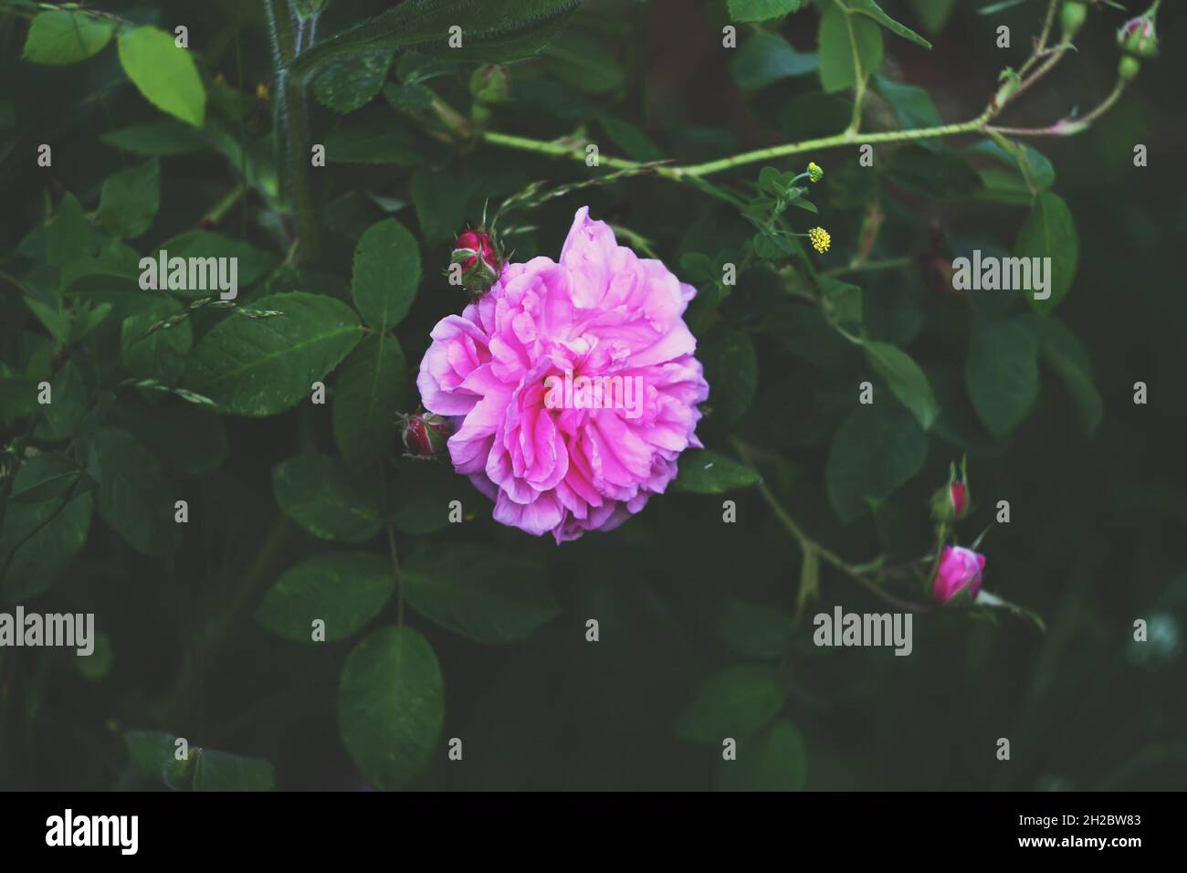 Beautiful blooming rose flowers on summer nature background Stock Photo ...