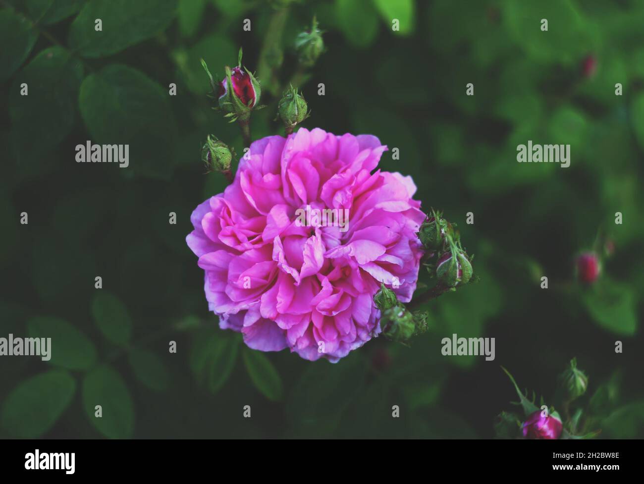 Beautiful blooming rose flowers on summer nature background Stock Photo ...