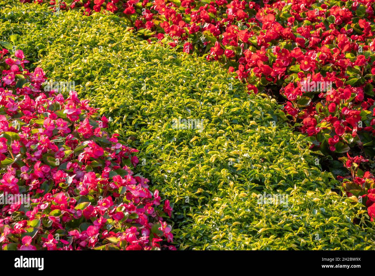 Landscape background with bright red flower beds blossoming against ...