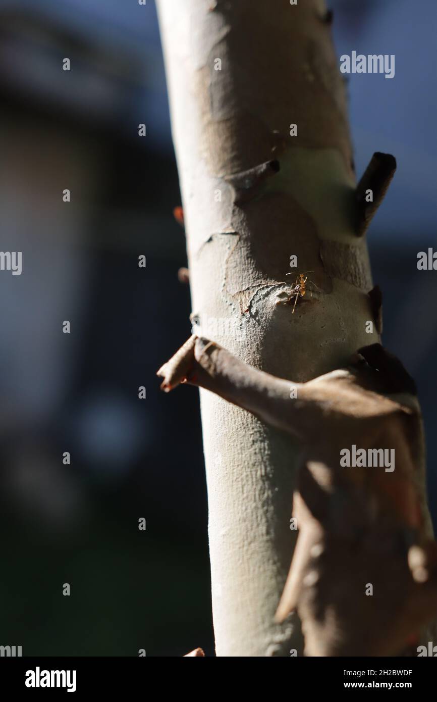 Guava tree with leaves hi-res stock photography and images - Alamy