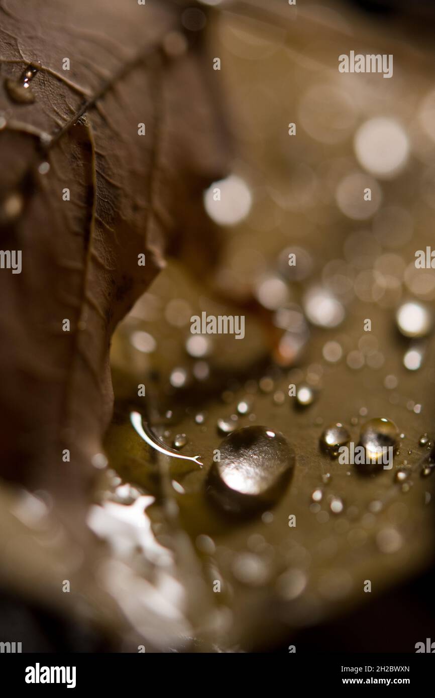 Leaves and Water Stock Photo - Alamy