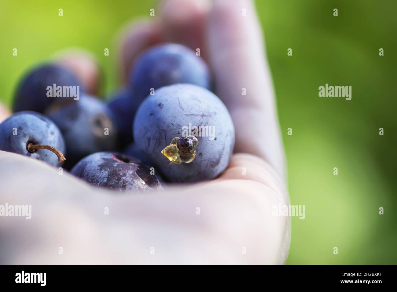 Ripe juicy plum fruits with clear resin drops in a hand close up. Fresh ...