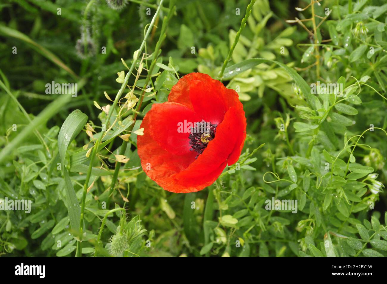 Touch colorful stones hi-res stock photography and images - Alamy