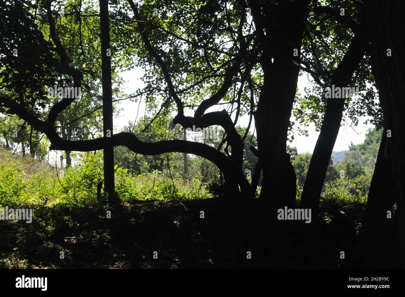shady crooked old trees that bend Stock Photo - Alamy
