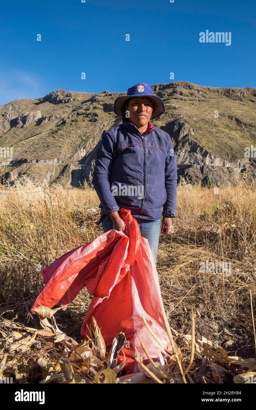 peru, coporaque, farmer working in the fields Stock Photo - Alamy