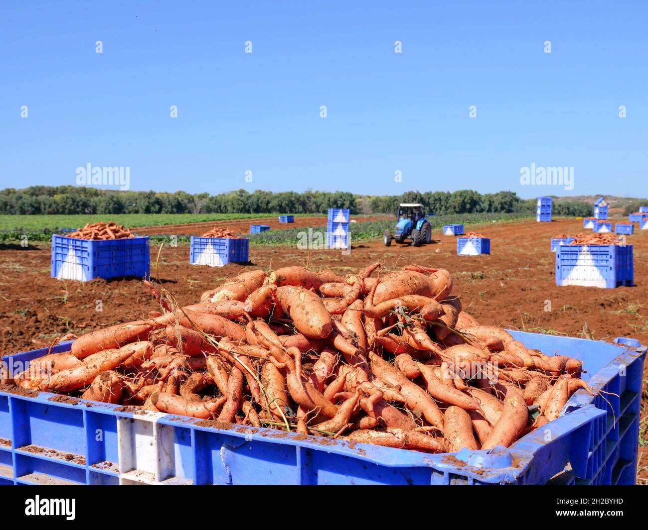 Pallet of Fresh dug Sweet Potatoes in a field Stock Photo - Alamy