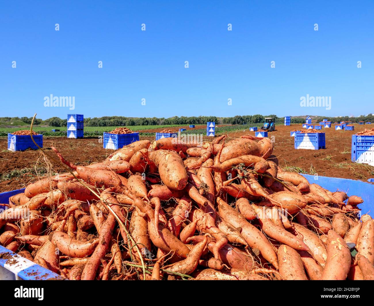 Potatoes in a field hi-res stock photography and images - Alamy
