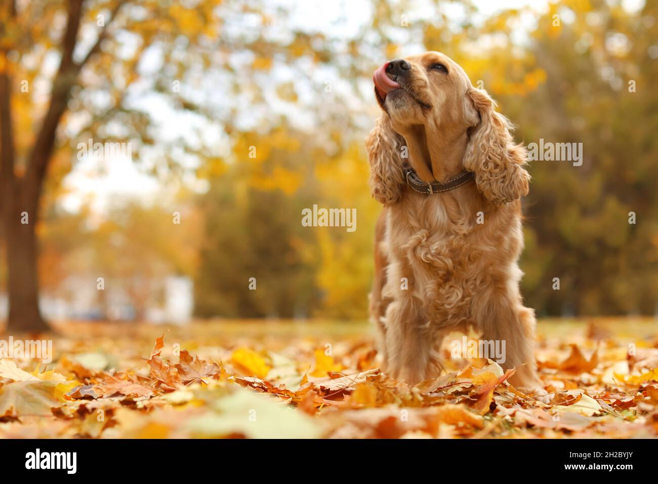 Cute Cocker Spaniel in park. Autumn walk Stock Photo - Alamy