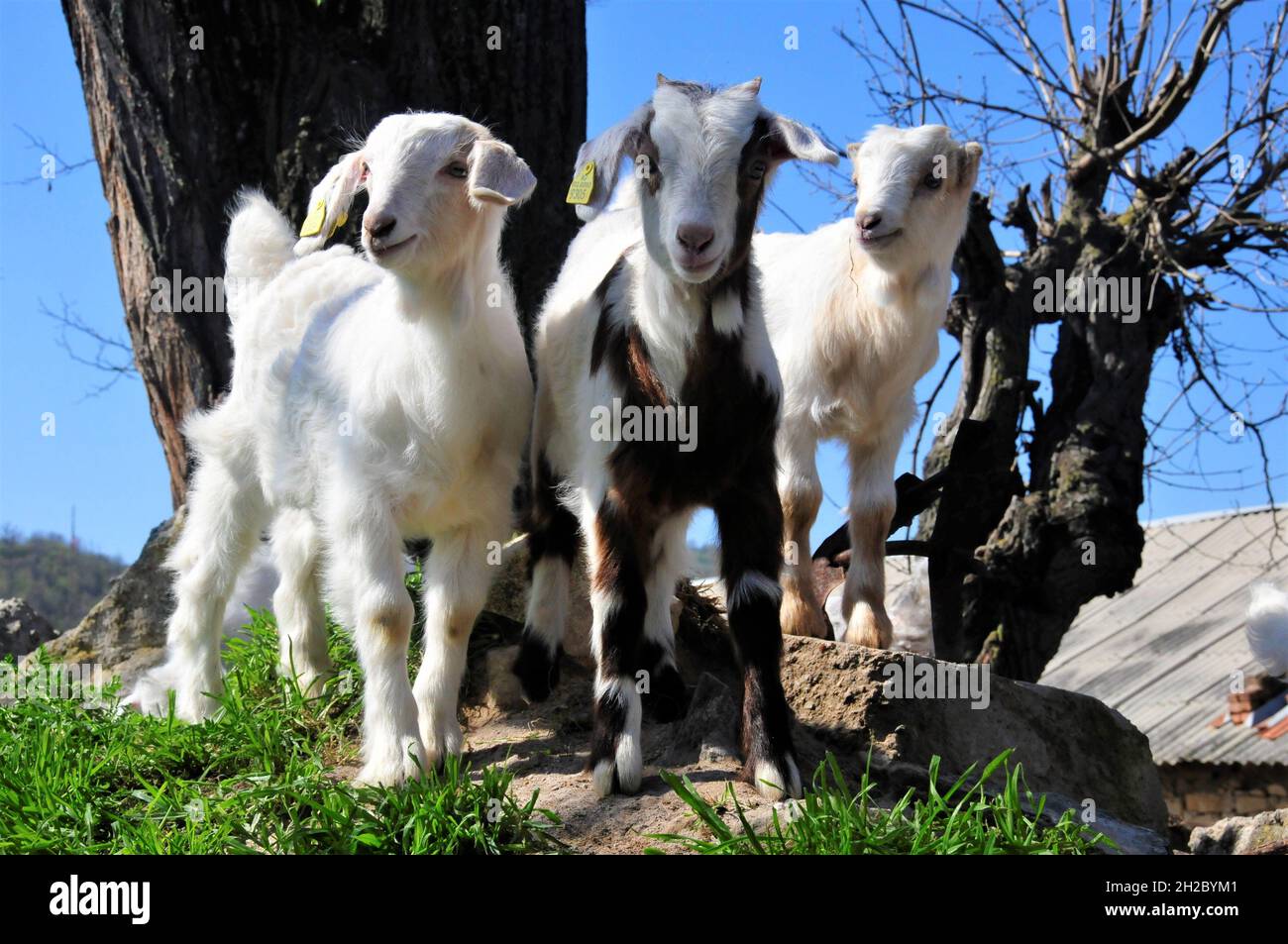 our herding goats in bulgaria Stock Photo - Alamy