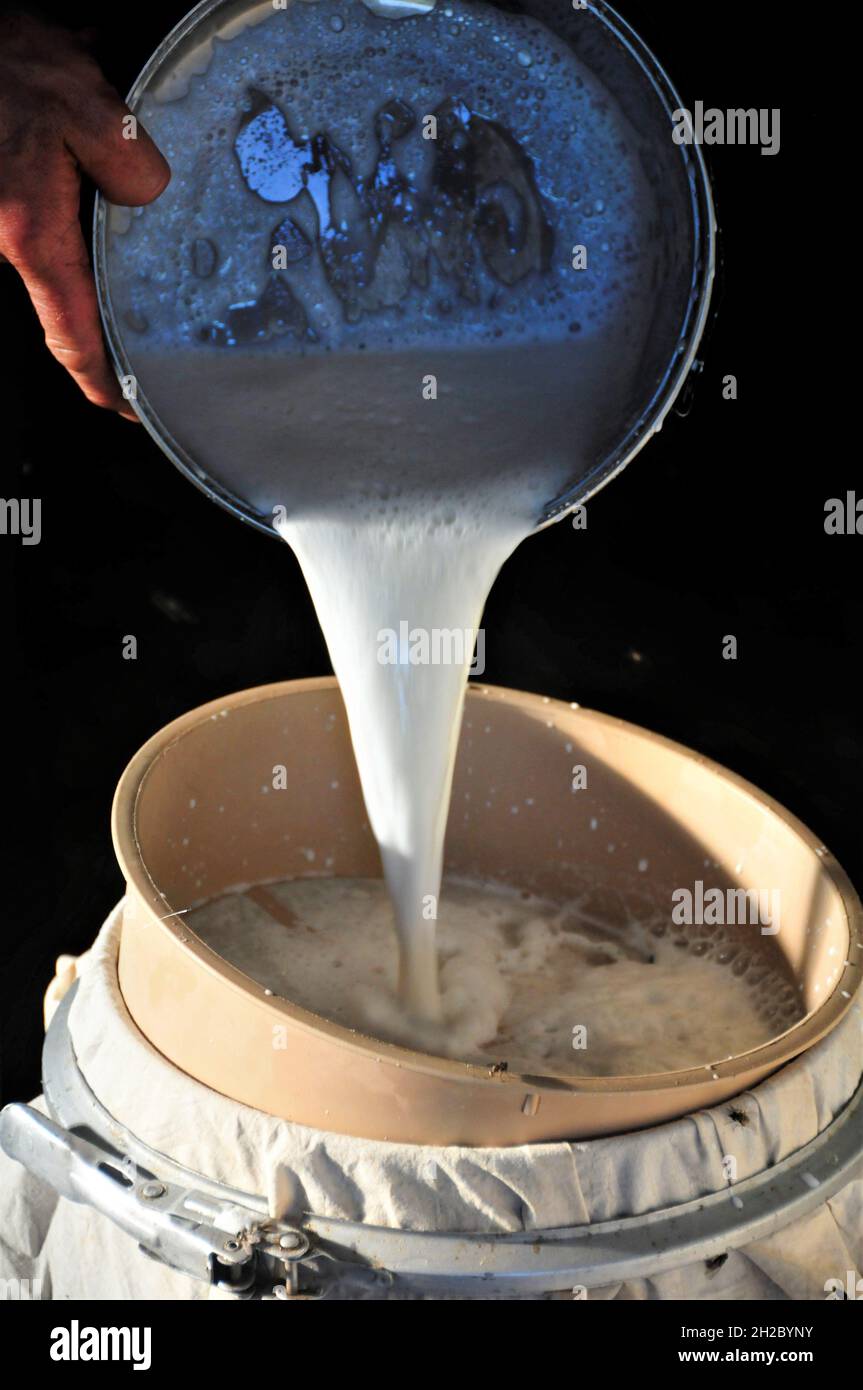 hand-milked milk is sifted into buckets Stock Photo - Alamy
