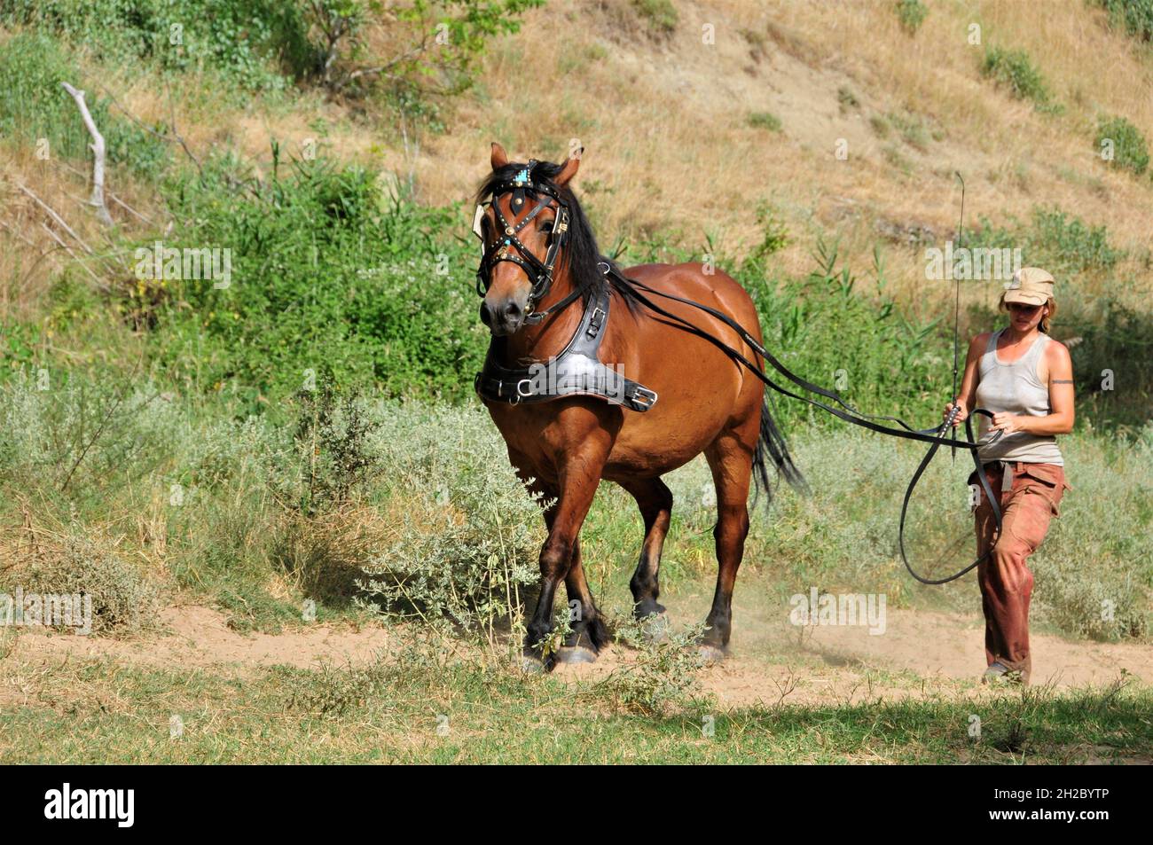 training a work horse Stock Photo - Alamy