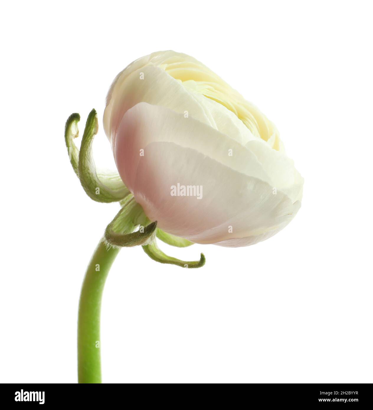 Beautiful ranunculus flower on white background Stock Photo - Alamy