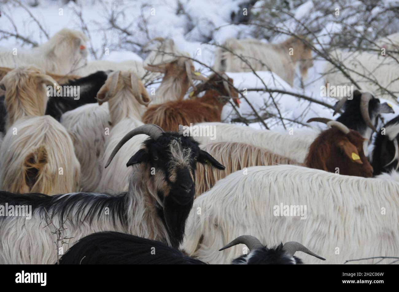 our herding goats in bulgaria Stock Photo - Alamy