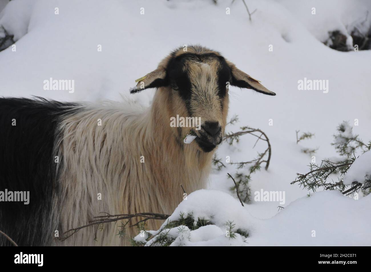 our herding goats in bulgaria Stock Photo - Alamy
