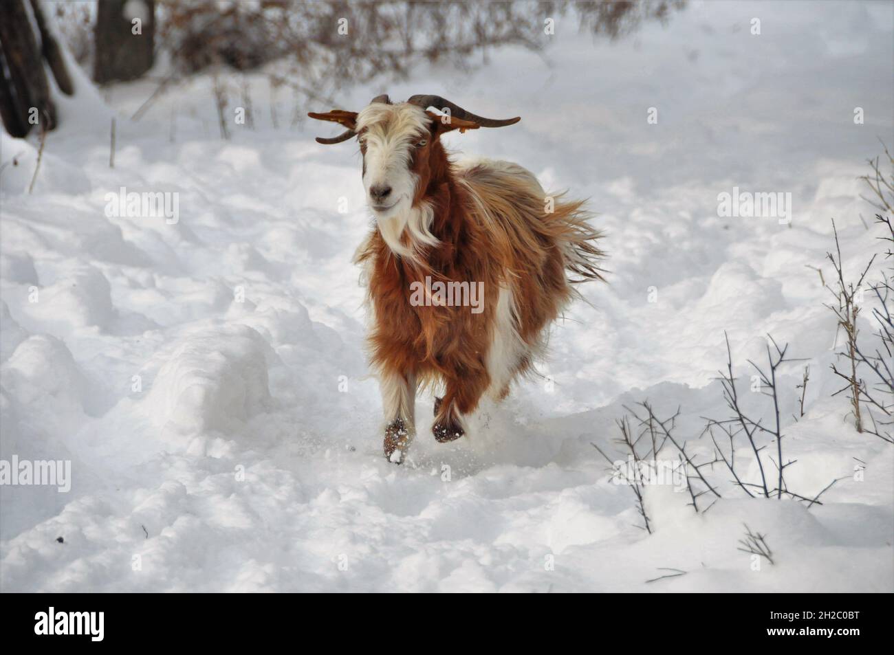 goat runs in snow Stock Photo - Alamy