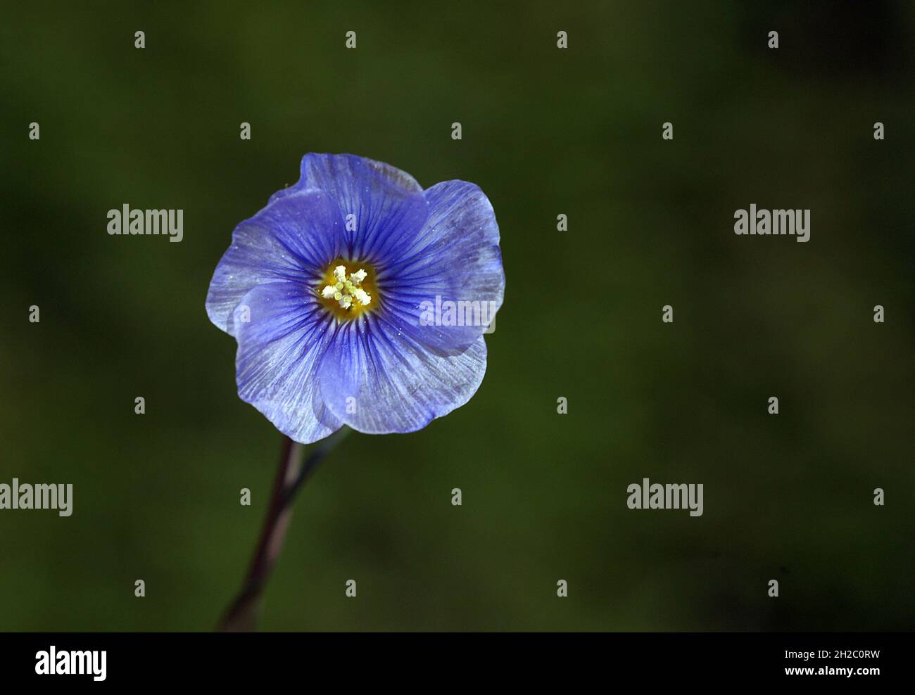 The most beautiful color of the nature Stock Photo - Alamy